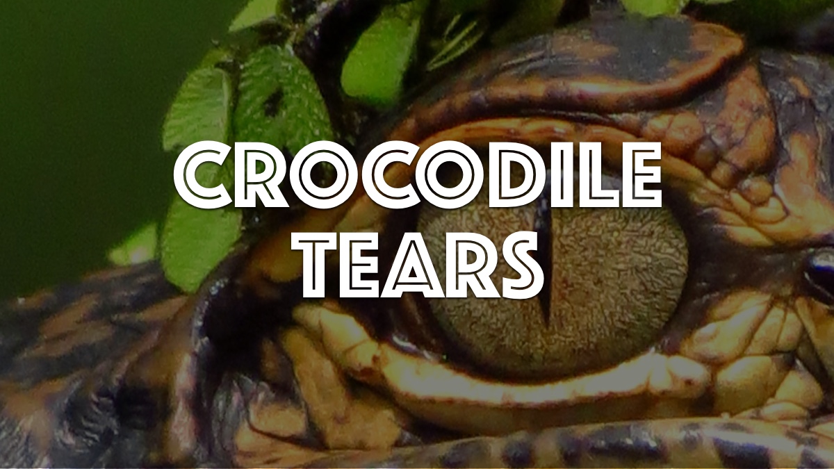 CROCODILE TEARS – Devocionales Justo a Tiempo
